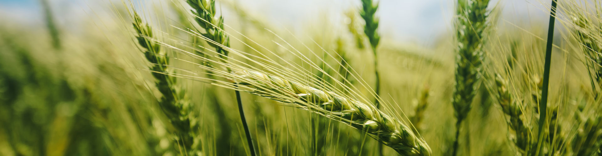 Home - Acadian Plant Health